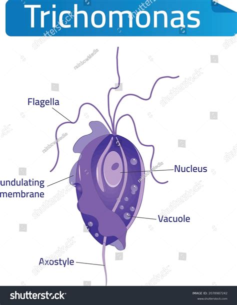 Structure Trichomonas Trichomonas Genus Anaerobic Excavate Stockvector Rechtenvrij 2078987242