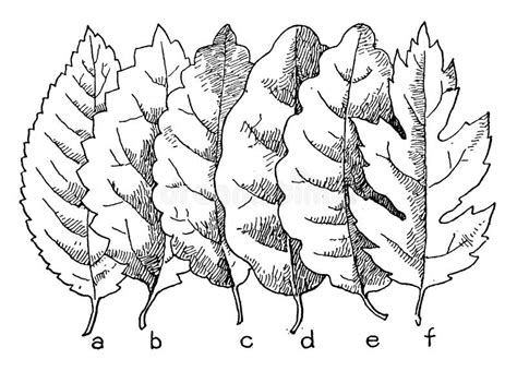 Serrate Margins Stock Illustrations 6 Serrate Margins Stock