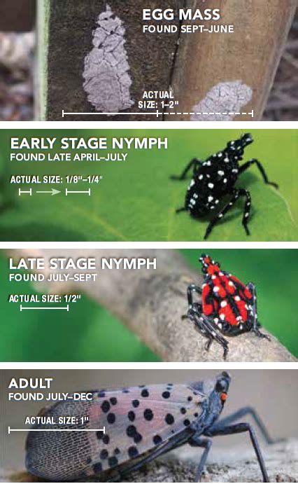 Prevent Spotted Lanternfly From Spreading A Checklist For Travelers