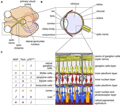 Nerve Growth Factor Receptor Schematic Representation Of Nerve Growth
