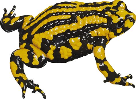 Froglets Black And Yellow