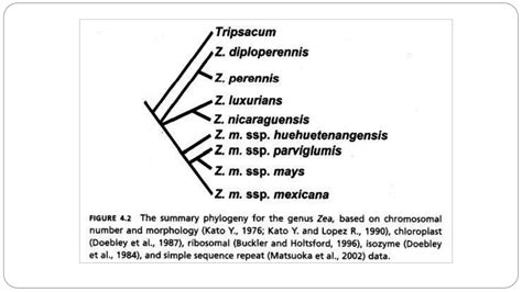 Case Study Maize Origins Domestication Evolution And Selectionpptx