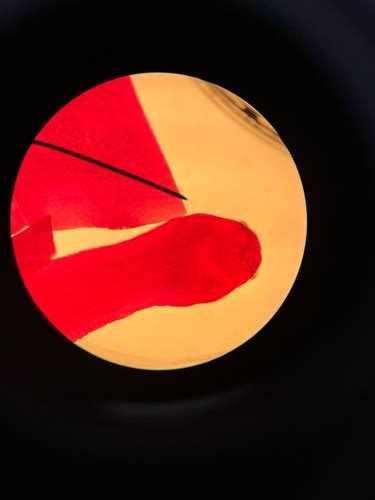 Lab Quiz 2 Flashcards Quizlet