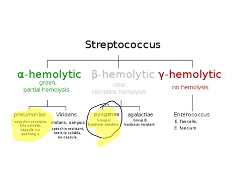 5 Strep And Mono 1 Flashcards Quizlet