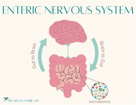 Enteric Nervous System — Dr Megan Marie Nd