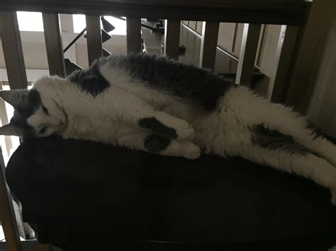 Long Boi Raww Long Boi Raww