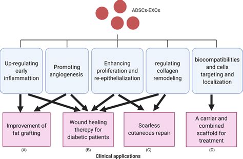 Potential Clinical Applications Of Adipose‐derived Stem Cells
