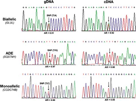 Experimental Validation Of Allelic Differential Expression Ade Using