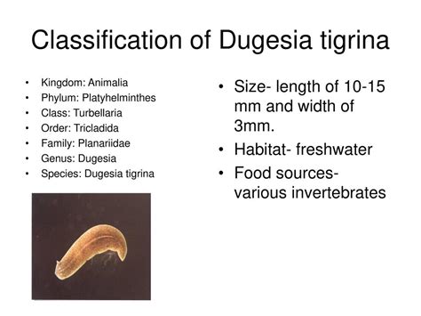 Dugesia Tigrina