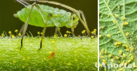 Як захистити рослини в саду від попелиці лайфхак з червоним молотим перцем