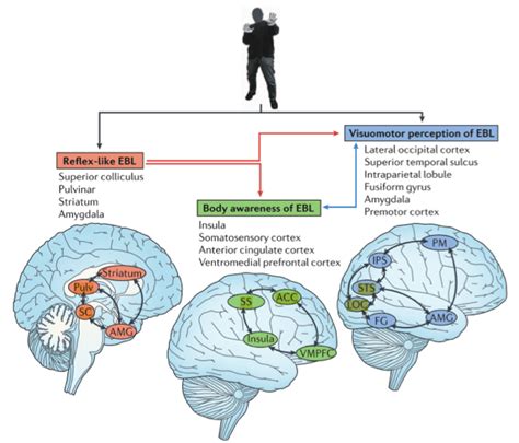 Feeling And Showing It In Your Bones Perceiving Emotional Body
