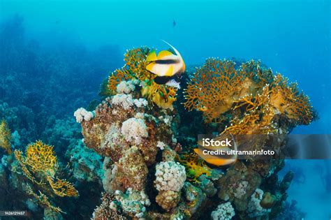 홍해 배너피쉬 물고기 수중 바다 생명 산호초 수중 사진 스쿠버 다이버 포인트 오브 뷰 0명에 대한 스톡 사진 및 기타 이미지 0명 공생 관계 노랑 Istock