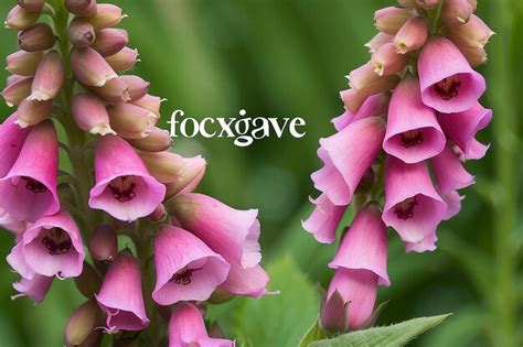 A Close Up Of Pink Flowers With The Word Foxglove On The Left Premium