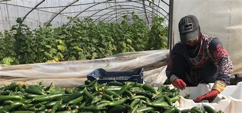 Exploring The Gini Index