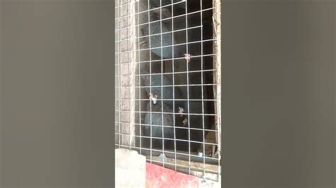 তিতি মুরগি বিক্রি হবে Youtube