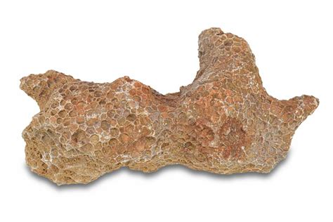 4 4 Fossil Tabulate Coral Western Sahara Morocco 289609 For Sale