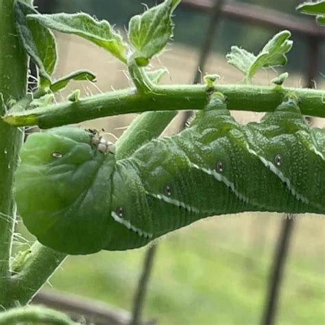 All About Tomato Hornworms 10 Tips For Dealing With Them Tomato Garden