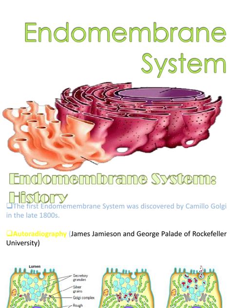 Endomembrane System Pdf Endoplasmic Reticulum Cell Membrane