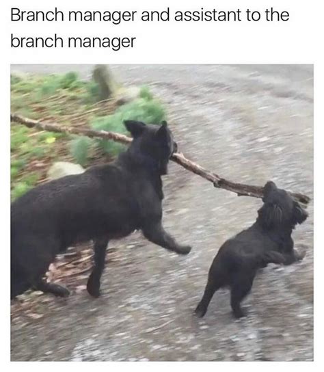 Branch Manager And Assistant To The Branch Manager Funny