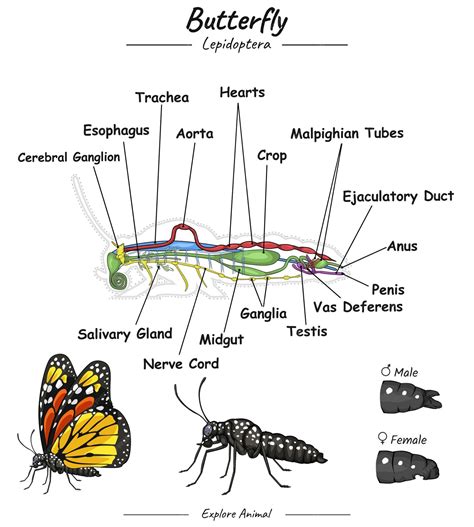 Anatomía De La Mariposa Vector Premium