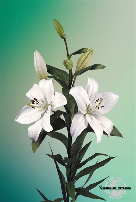 Litouwen® Lilium Nevada