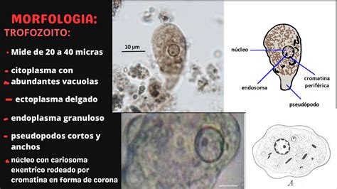 Morfologia Da Entamoeba Coli