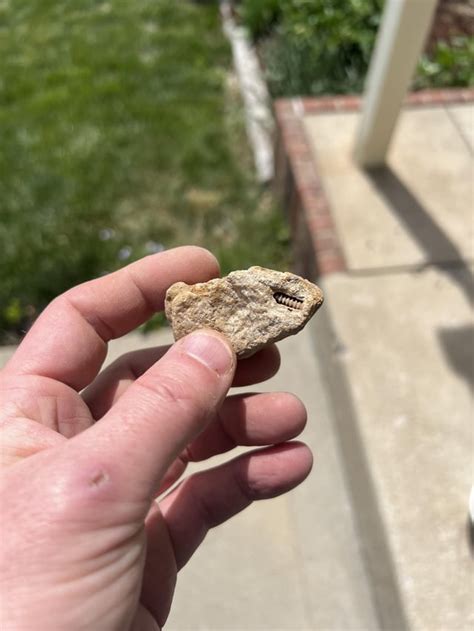 What In The World Is This Fossil R Fossilid