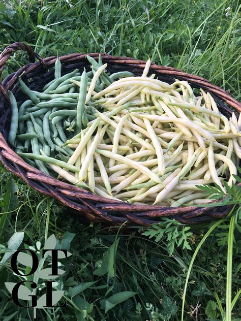 How To Grow String Beans Own That Garden Life