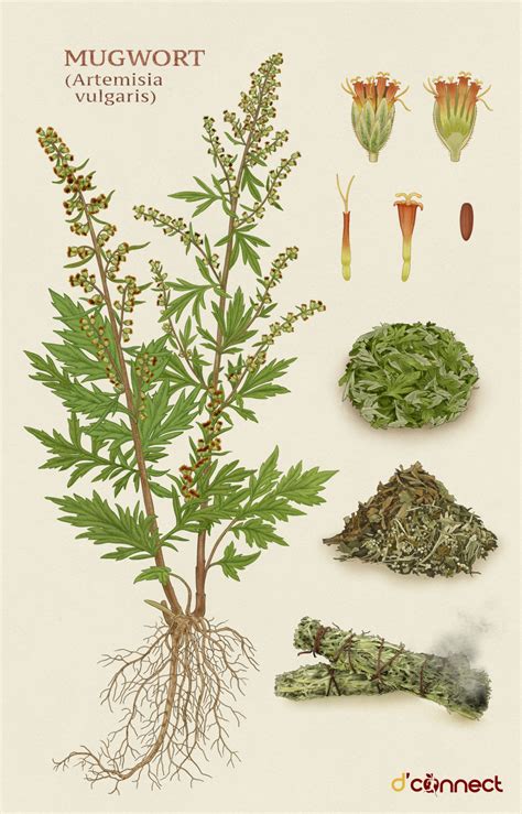 Mugwort Leaf Ai Ye—herb Of The Month Happipuncture