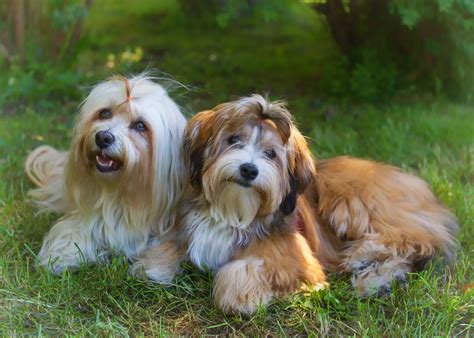 Havanese Characteristics Price Colours Zooplus Magazine