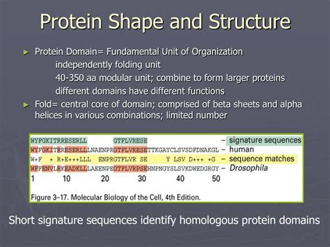 Ppt Chapter 3 Proteins Powerpoint Presentation Free Download Id