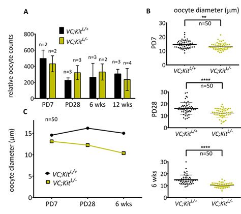 Quantitative Analyses Of Oocyte Phenotypes Following Kit Inactivation Download Scientific