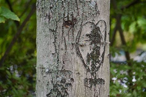 Trunk Background Tree Free Photo On Pixabay Pixabay