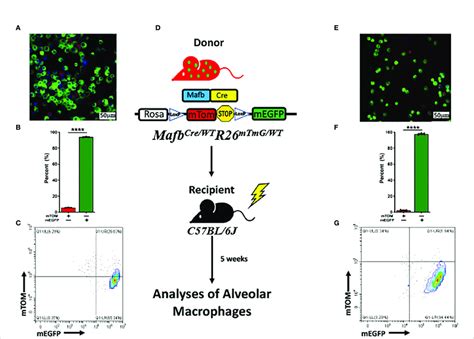 Mafb Cre Wt R26 Mtmg Wt Bone Marrow Derived Macrophages Bmdms Are