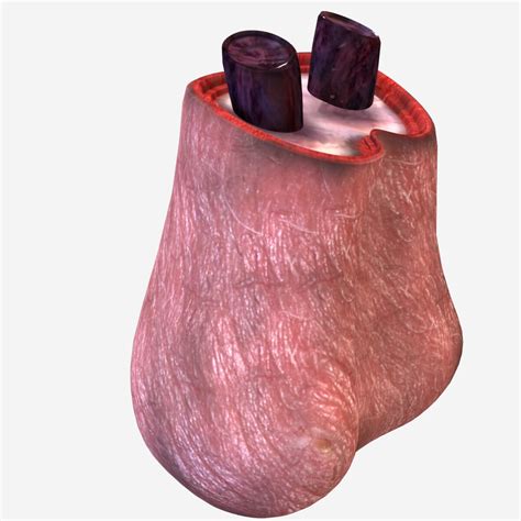 Testicular Anatomy 3d Model By Azulutak