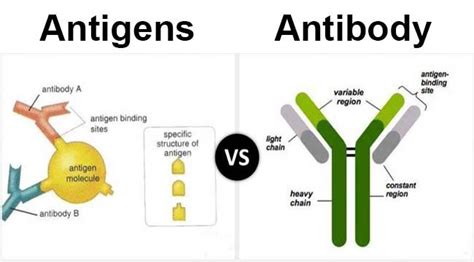 Differences Between Antigen And Antibody Microbiology Notes Vettechlife Medical Laboratory