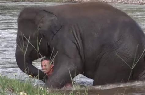 The Brave Elephant Risked Her Life To Save Her Lovable Caretaker Beaware