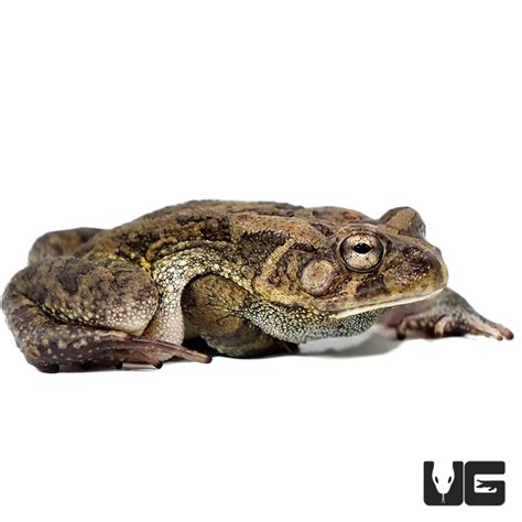 African Common Toads For Sale Underground Reptiles
