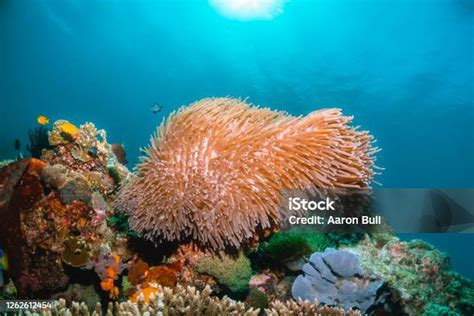 작은 물고기로 둘러싸인 맑은 푸른 물에 다채로운 산호초 형성의 수중 장면 0명에 대한 스톡 사진 및 기타 이미지 0명 경관