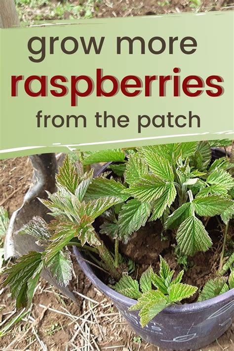 How To Grow Raspberry Plants Raspberry Plants Growing Raspberries Fruit Bushes