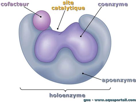 Apoenzyme Définition Et Explications