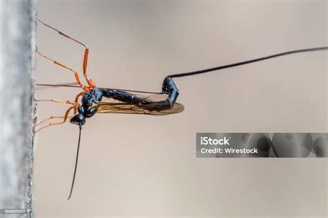 죽은 나무 줄기에 구멍을 뚫는 알려지지 않은 종의 Ichneumonid 말벌의 근접 촬영 갈색에 대한 스톡 사진 및 기타 이미지 갈색 곤충 구멍 Istock