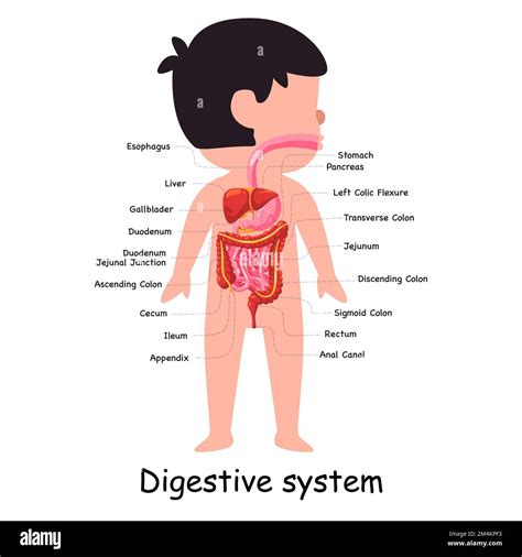 Human Digestive System Body Anatomical Internal Organ Abdominal Stomach