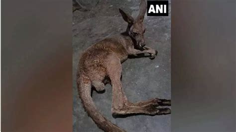 Why The Kangaroos In West Bengal Are A Bad News For The Indian Forests