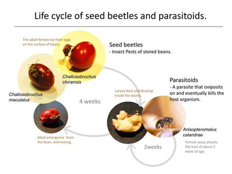 Learning Predator Promotes Coexistence Of Prey Species In Host Parasitoid Systems Pdf