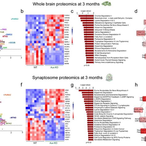Whole Brain And Synaptosome Proteomics Reveal Dopamine Degradation