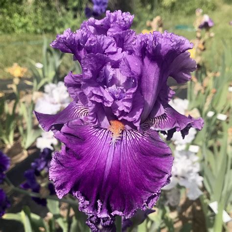 All Iris A Z Iris Catalog
