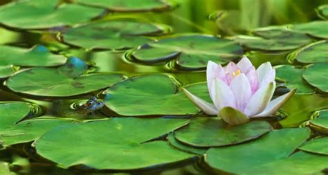 Guide To Algae Colors Understanding Types And Algae Impact