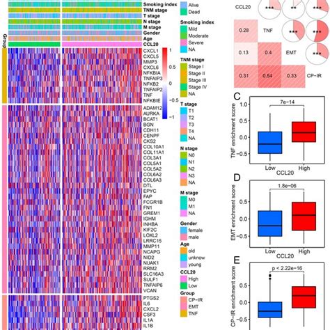 The Relationship Between Ccl20 And Three Tumorigenic Pathways A