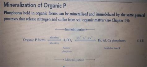 The Phosphorus Cycle Ppt 2 Forms Of Phosphorus